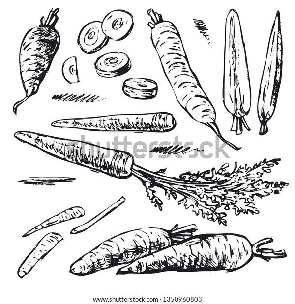 Drawing Image Carrots Different Versions Vector Stock Vector (Royalty ...