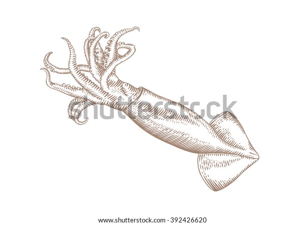Drawing Isolated Raw Squid Tentacles On : image vectorielle de stock ...