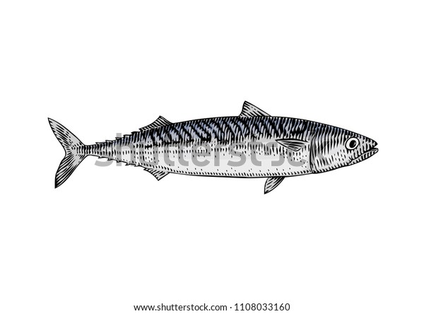 Drawing Live Mackerel On White Background Stock Vector (Royalty Free ...