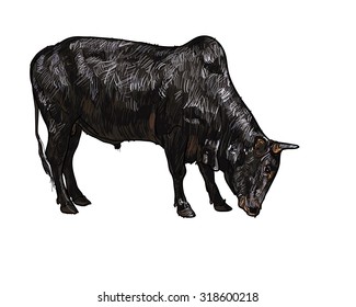 Drawing Ox Isolated On White Background Stock Vector (Royalty Free ...