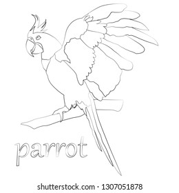 Drawing Parrot Black White Stock Vector (Royalty Free) 1307051878 ...