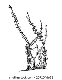 1,617 Heather drawing Images, Stock Photos & Vectors | Shutterstock