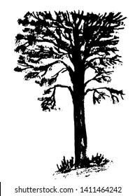 Drawing Picture Large Spreading Tree Leaves Stock Vector (Royalty Free ...