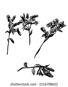 Drawing Picture Sprig Wild Mint Isolated Stock Vector (Royalty Free ...