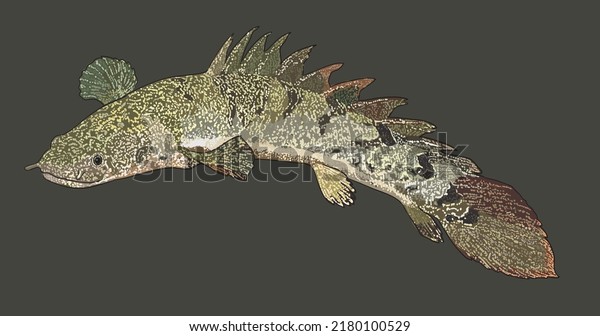 Dedelhezi de poliptero de dibujo, exótico,: vector de stock (libre de ...