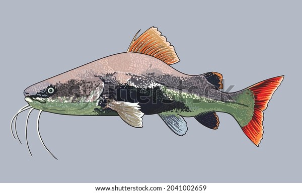 Drawing Redtail Catfish Monter River Fish Stock Vector (Royalty Free ...