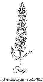 Drawing Sage Isolated On White Background Stock Vector (Royalty Free ...