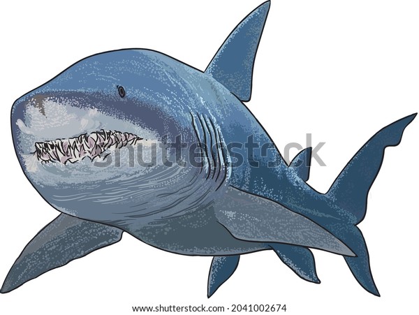 Drawing Sand Tiger Shark Predator Fish Stock Vector (Royalty Free ...