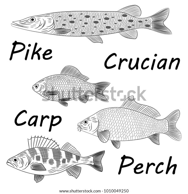 Drawing Sketch River Fish On White Stock Vector (Royalty Free ...