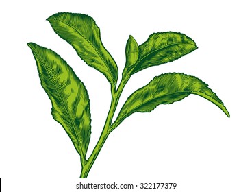Drawing Tea Branch On White Background Stock Vector (Royalty Free ...