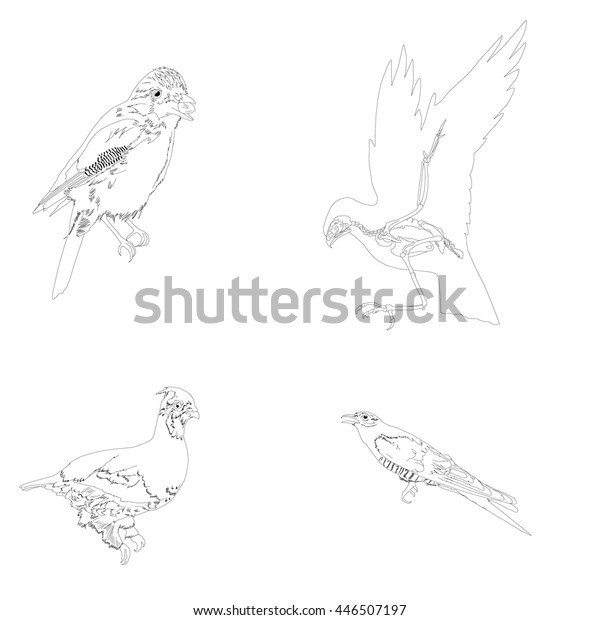 Drawing Vector Isolated Forest Birds Outlines Stock Vector (Royalty ...