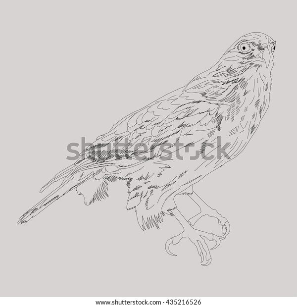Drawing Vector Isolated Northern Goshawk Accipiter Stock Vector ...