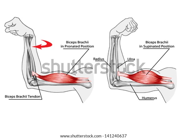 Drawing Vector Medical Didactic Board Anatomy 库存矢量图(免版税)141240637