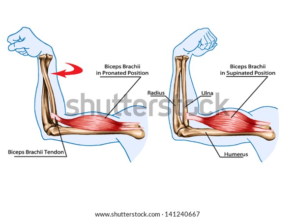 Drawing Vector Medical Didactic Board Anatomy Stock Vector (Royalty ...
