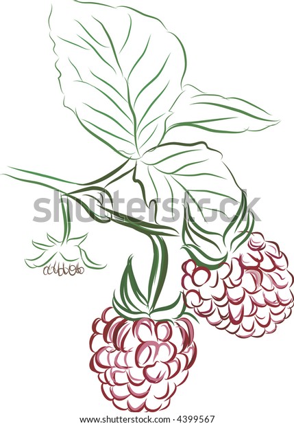 Drawing Vine Ripe Raspberries Stock Vector (Royalty Free) 4399567 ...