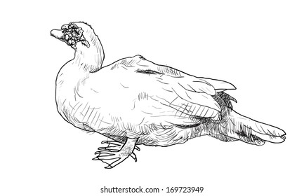 Drawing White Duck Side View: vector de stock (libre de regalías ...