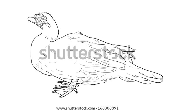 Drawing White Duck Side View Stock Vector (Royalty Free) 168308891 ...