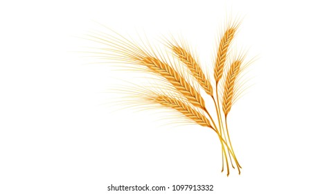 Realistic Detailed Color Wheat Ear Agriculture: เวกเตอร์สต็อก (ปลอดค่า ...