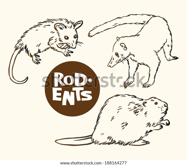 Drawn Vector Illustration Set Rodents Animals: เวกเตอร์สต็อก (ปลอดค่า ...