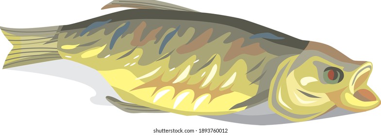 Dried Fish Technique Vector Drawing Stock Vector (Royalty Free) 1893760012