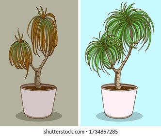 Dried Plant Beforeafter Vector Illustration Stock Vector (Royalty Free ...
