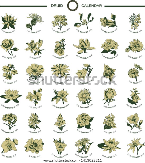 Druid Flower Calendar Set 36 Symbols Stock Vector (Royalty Free ...