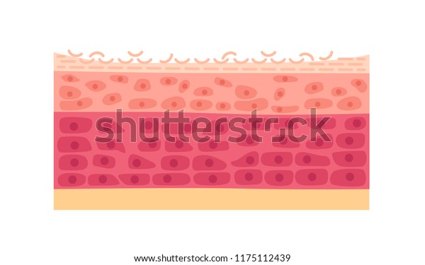 Dry Skin Vector Cell Stock Vector (Royalty Free) 1175112439 | Shutterstock