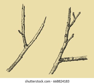 Dry Twigs Tree Hand Drawing Sketch: เวกเตอร์สต็อก (ปลอดค่าลิขสิทธิ์ ...