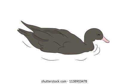 Duck Drake Vector White Background Stock Vector (Royalty Free ...