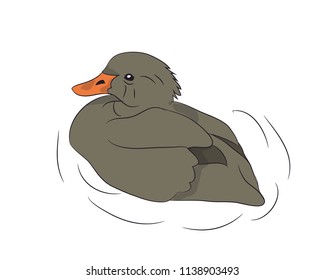 Duck Drake Vector White Background Stock Vector (Royalty Free ...
