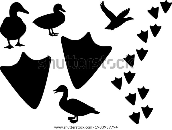 Duck Duck Footprints Set Vector Image Stock Vector (Royalty Free ...