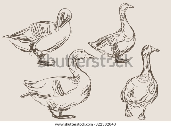Duck Hand Draw Sketch Vector Stock Vector (Royalty Free) 322382843