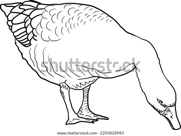 Duck Line Art Drawing Hand Drawn Stock Vector (Royalty Free) 2205828983 ...