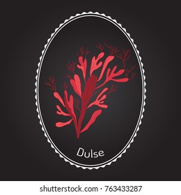 Dulse Palmaria Palmata Seaweed Red Algae Stock Vector (Royalty Free ...