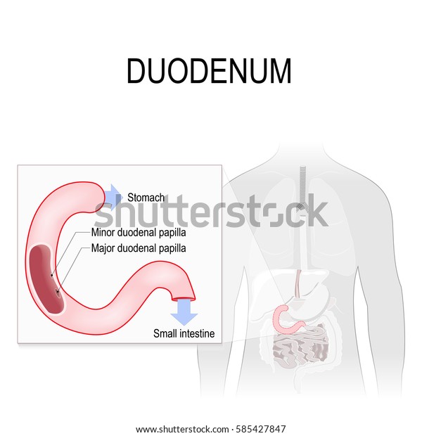 Duodenum Anatomy Anatomical Locations Labelled Human: Vector có sẵn ...