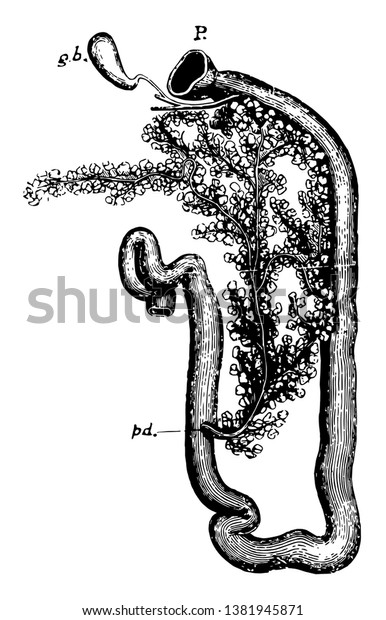 Duodenum Rabbit Vintage Line Drawing Engraving Stock Vector (Royalty ...