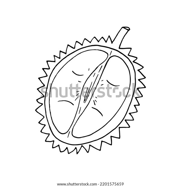 Durian Fruit Half Hand Drawn Doodle Stock Vector (Royalty Free ...