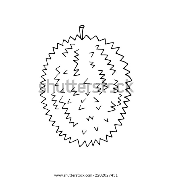 Durian Fruit Hand Drawn Doodle Style Stock Vector (Royalty Free ...