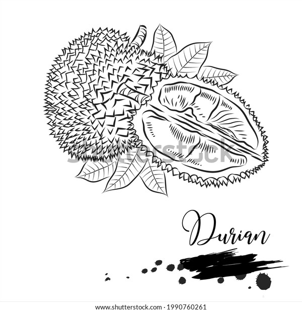 Durian Line Art Vector Illustration Stock Vector (Royalty Free ...