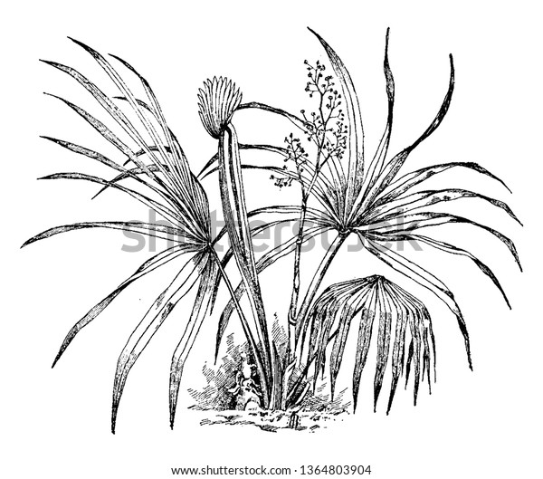 Dwarf Palm Tree Small Species Palm Stock Vector (Royalty Free ...