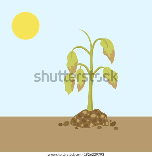 51,135 Tree die 이미지, 스톡 사진 및 벡터 | Shutterstock