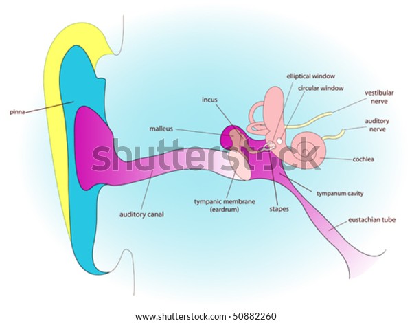 Ear Anatomy Abstract Vector Art Illustration Stock Vector (Royalty Free ...