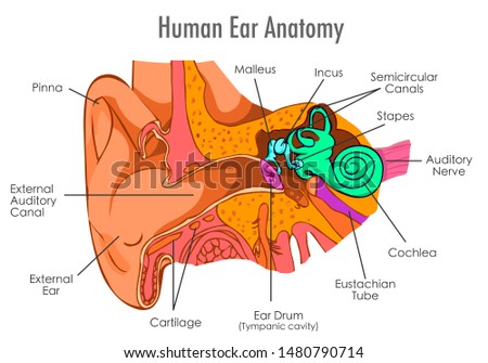Eardrum Drawing | Free download on ClipArtMag