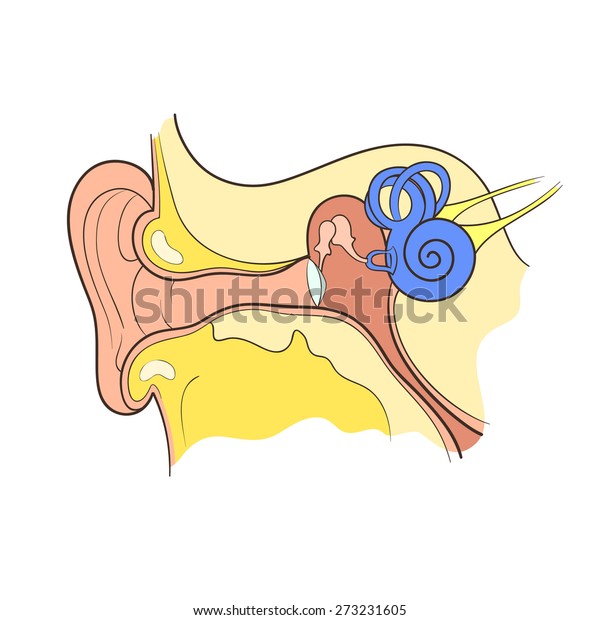 Ear Anatomy Outline Color Vector Illustration Stock Vector (Royalty ...