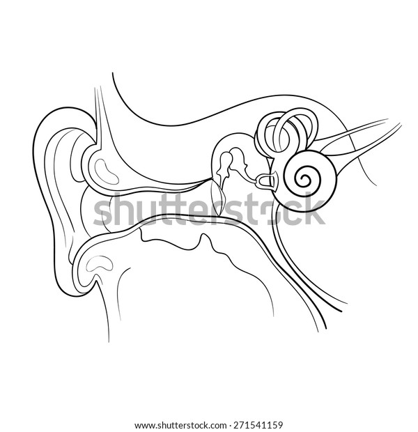 2,776 Outline Anatomy Ear Images, Stock Photos & Vectors | Shutterstock