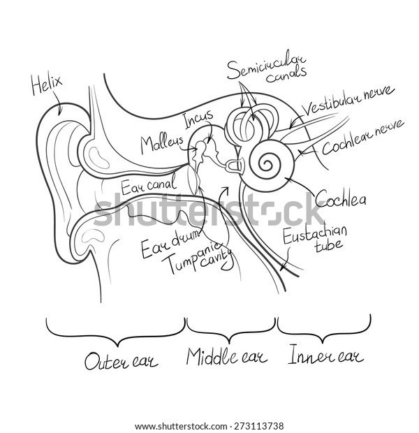 Ear Anatomy Outline Vector Illustration Stock Vector (Royalty Free ...