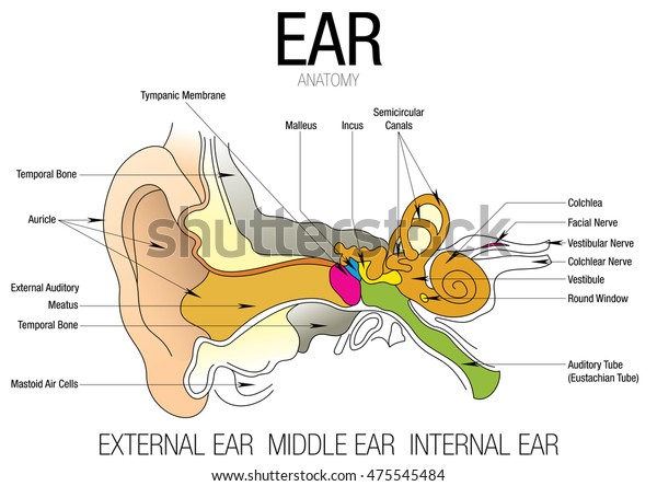 Ear Anatomy Parts Name Stock Vector (Royalty Free) 475545484