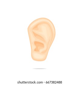 Ear Anatomy Vector Isolated Illustration Stock Vector (Royalty Free ...