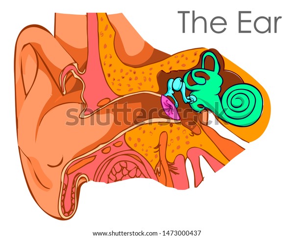 Ear Diagram Brush Drawing Vector Ear Stock Vector (Royalty Free) 1473000437