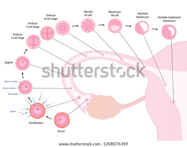Early Human Development Oviduct Fertilization Cleavage Stock Vector ...